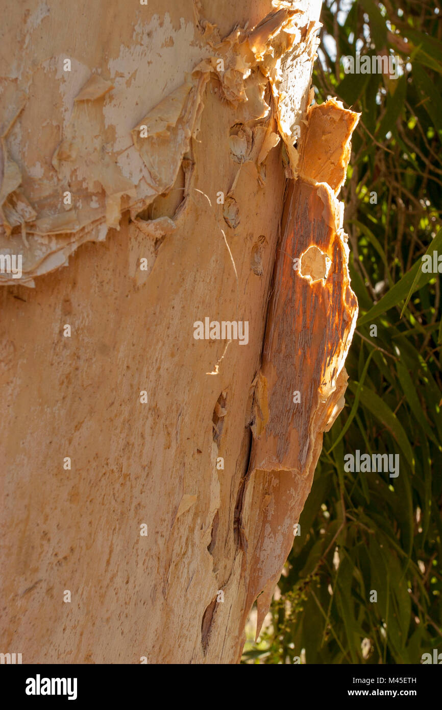 Abstract eucalyptus tree bark showing the deep serrations and paper ...