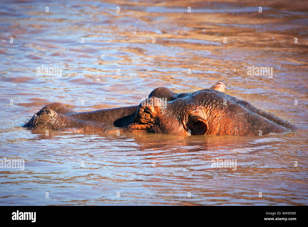 Hippo, hippopotamus in river. Serengeti, Tanzania, Africa Stock Photo ...