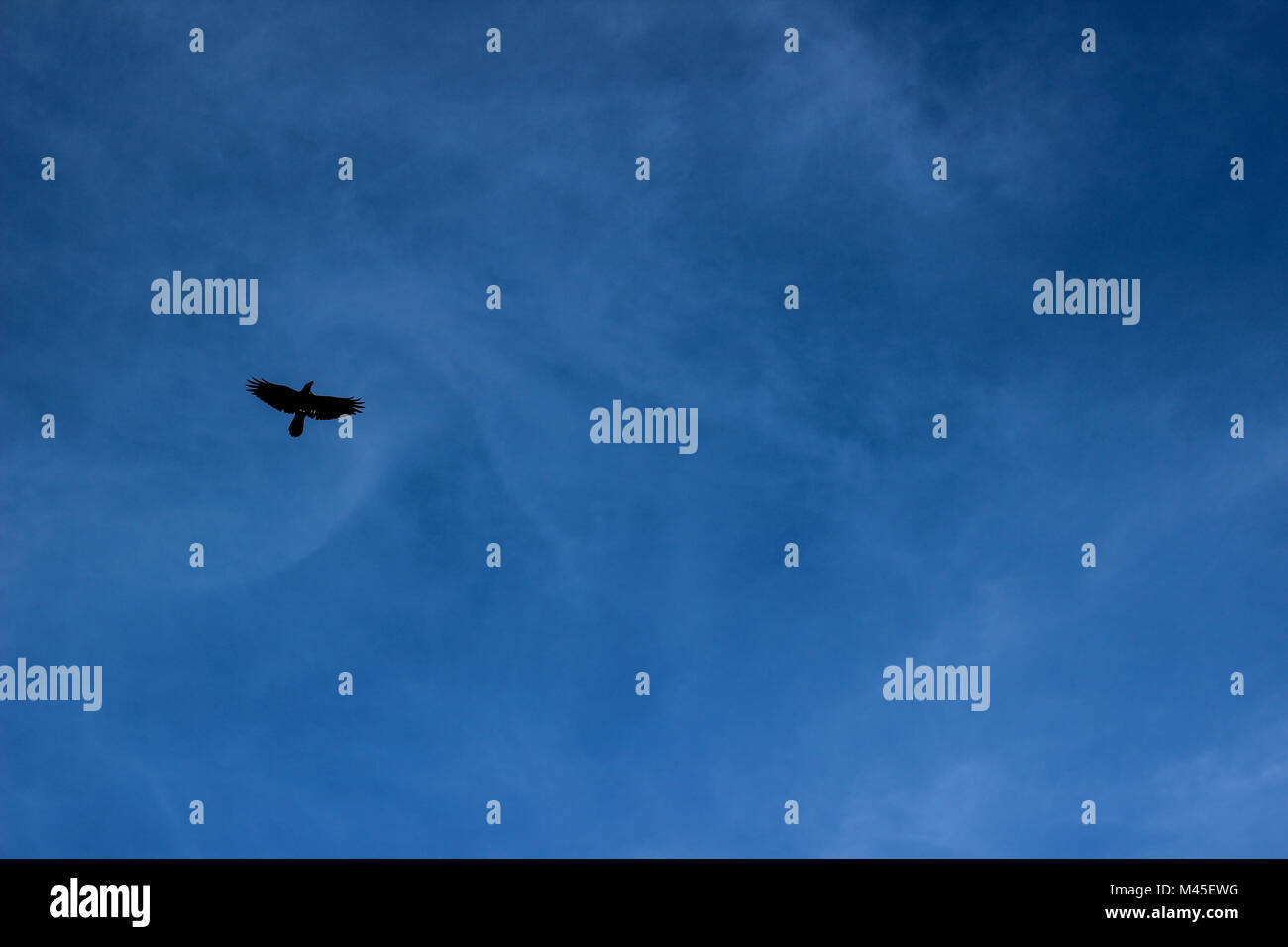 Circle bird hi-res stock photography and images - Alamy