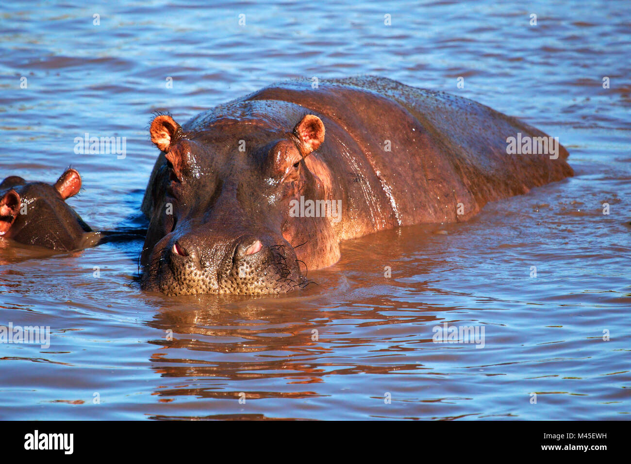 Hippo, hippopotamus in river. Serengeti, Tanzania, Africa Stock Photo ...