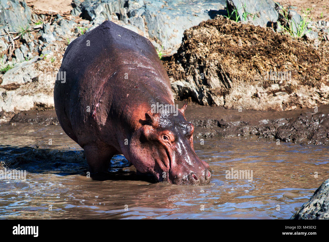 Hippo, hippopotamus in river. Serengeti, Tanzania, Africa Stock Photo ...