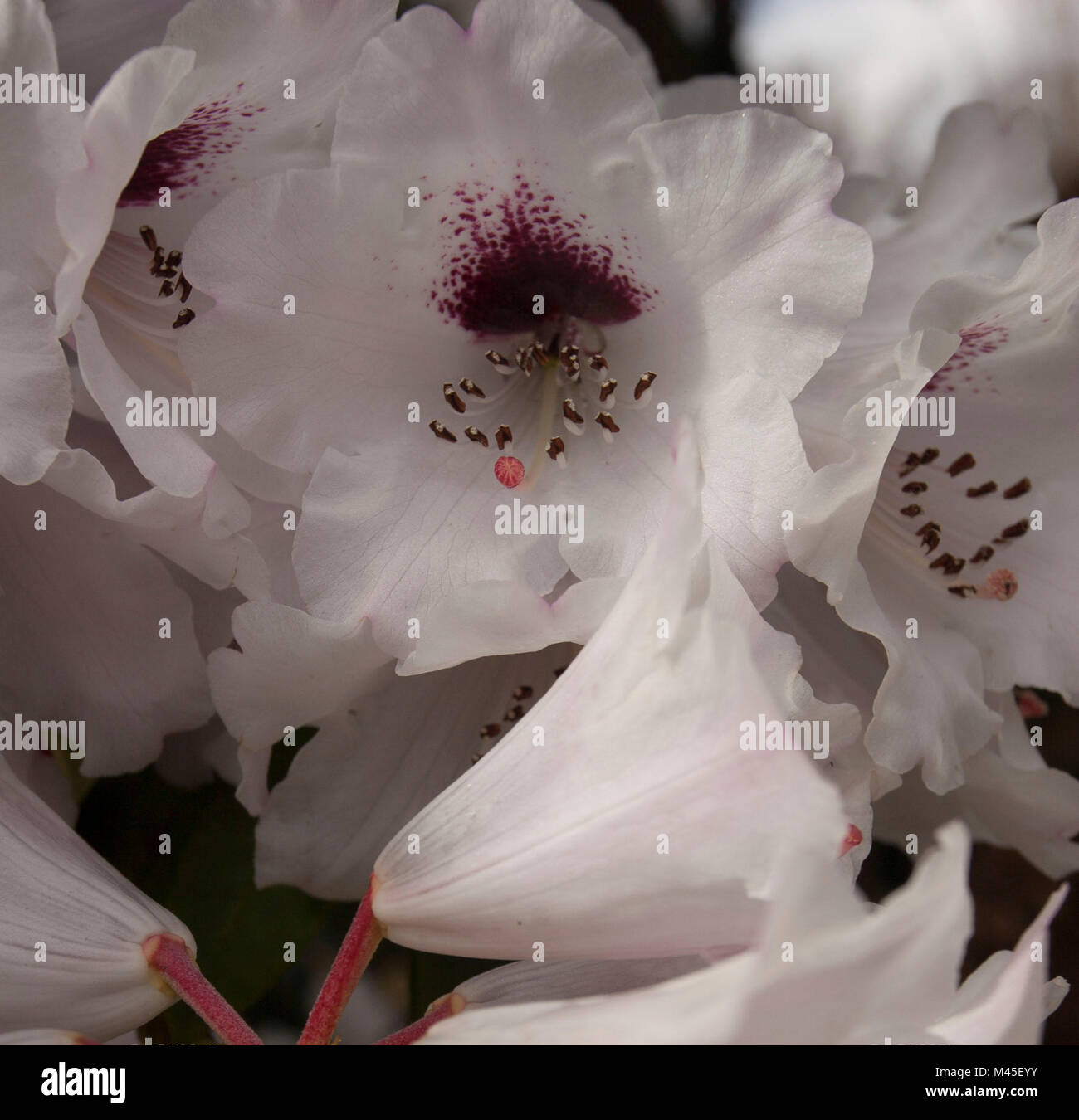 Fallen flower petals still-life Stock Photo - Alamy