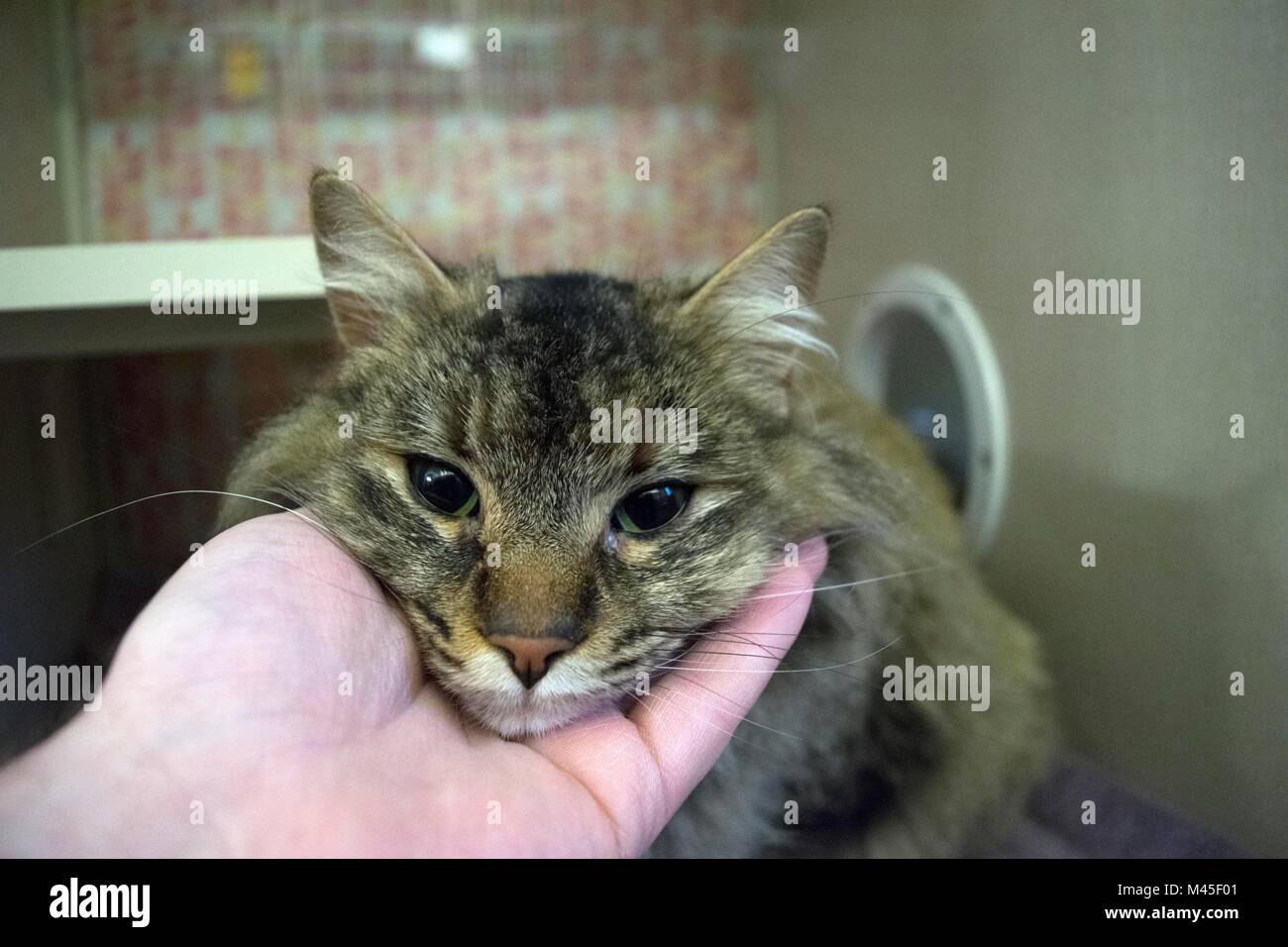 Scratches animal hi-res stock photography and images - Alamy