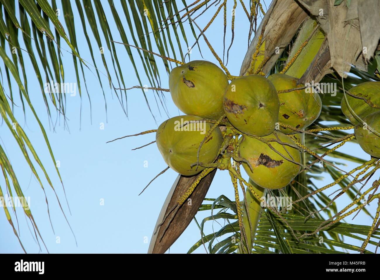 coconuts on the tree Stock Photo - Alamy coconuts on the tree Stock Photo - Alamy