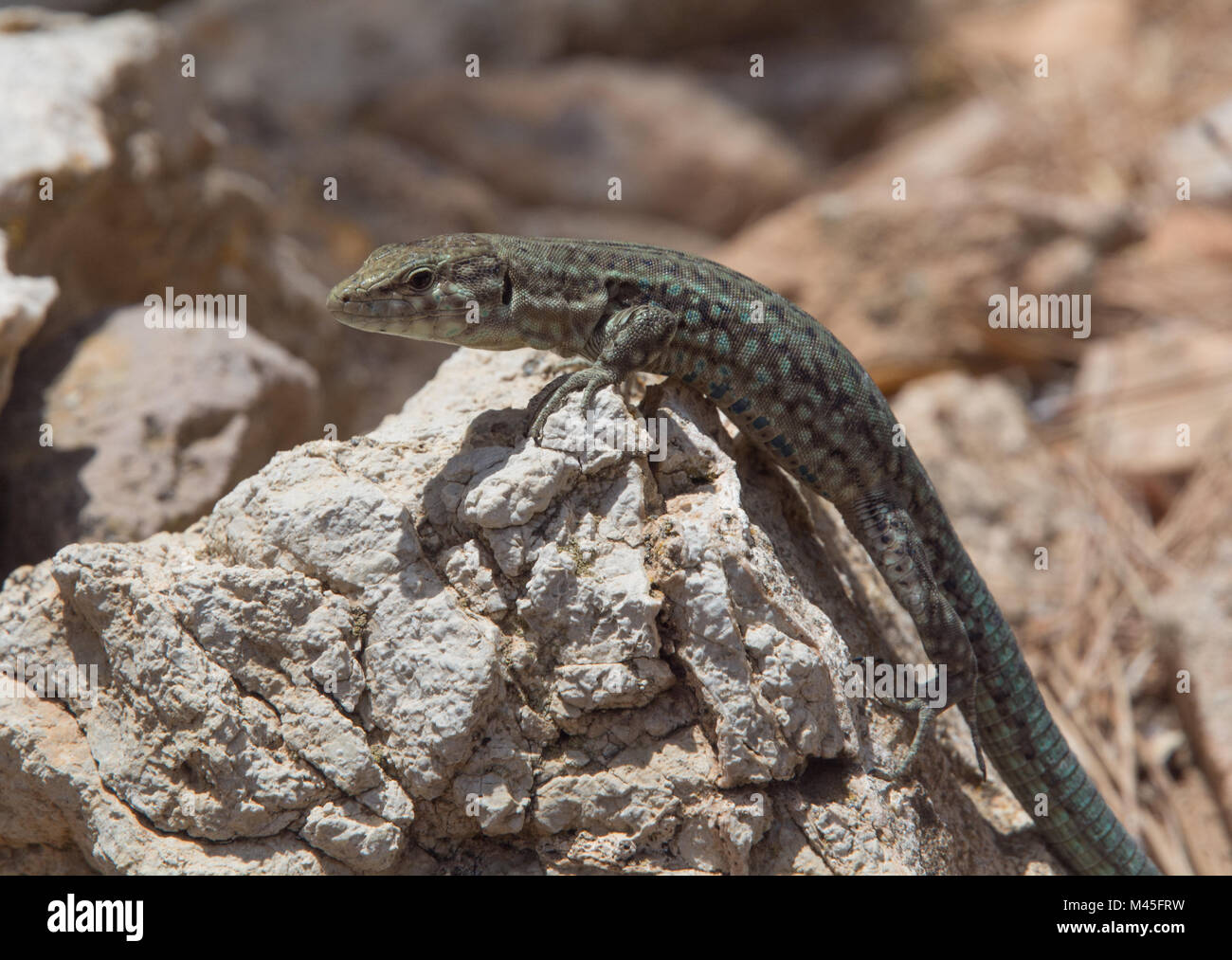 Dragonera lizards Podarcis lilfordi Stock Photo - Alamy