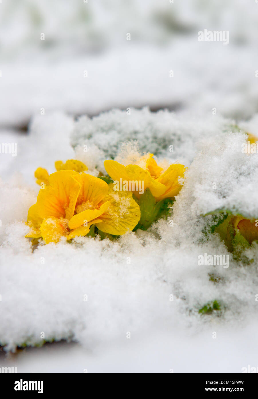 Yellow primrose flower growing from the snow Stock Photo - Alamy