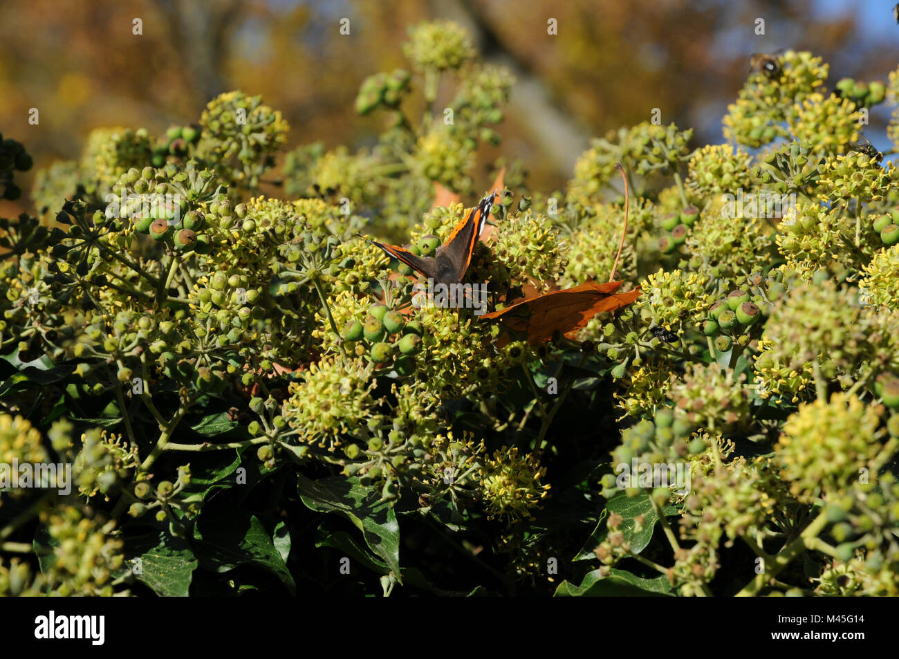 Hedera helix, Ivy, flowering with butterfly (Red Admiral Stock Photo ...