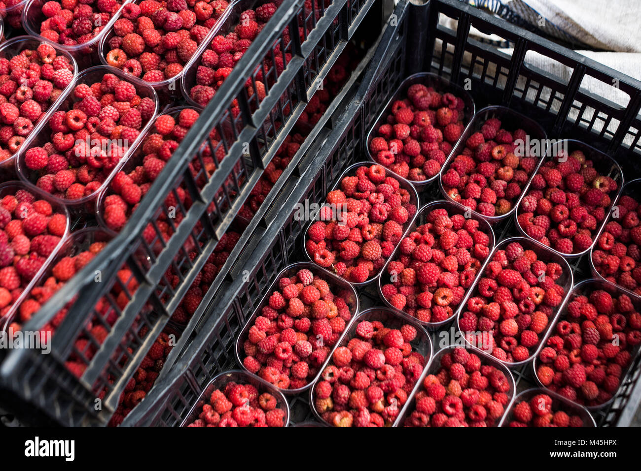 Crates of Harvested Raspberries Stock Photo - Alamy