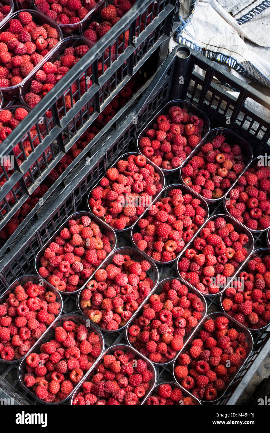 Crates of Harvested Raspberries Stock Photo - Alamy