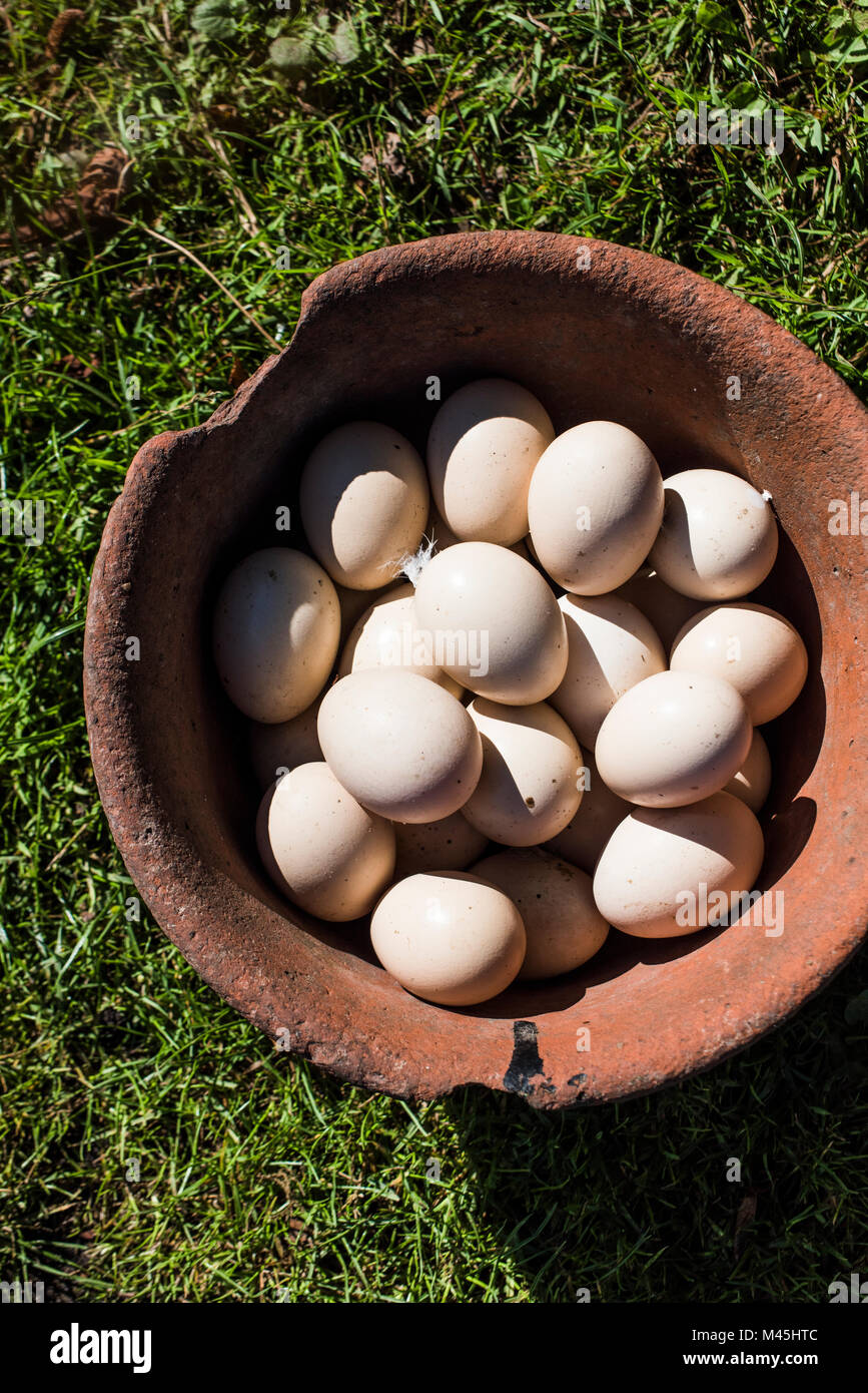 Collected Farm Eggs Stock Photo - Alamy