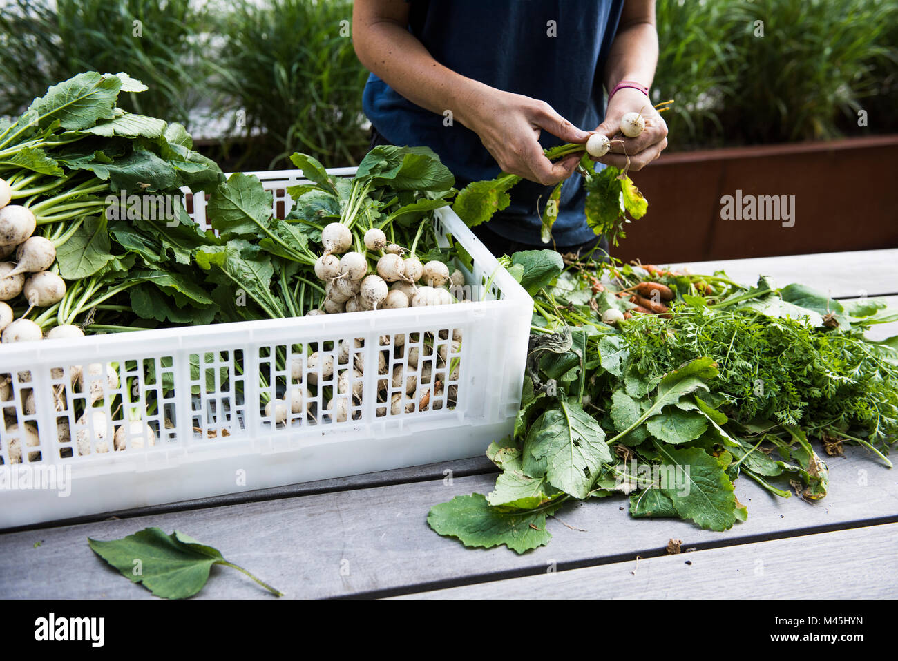 Farmer cleaning harvest for the farm stand Stock Photo - Alamy