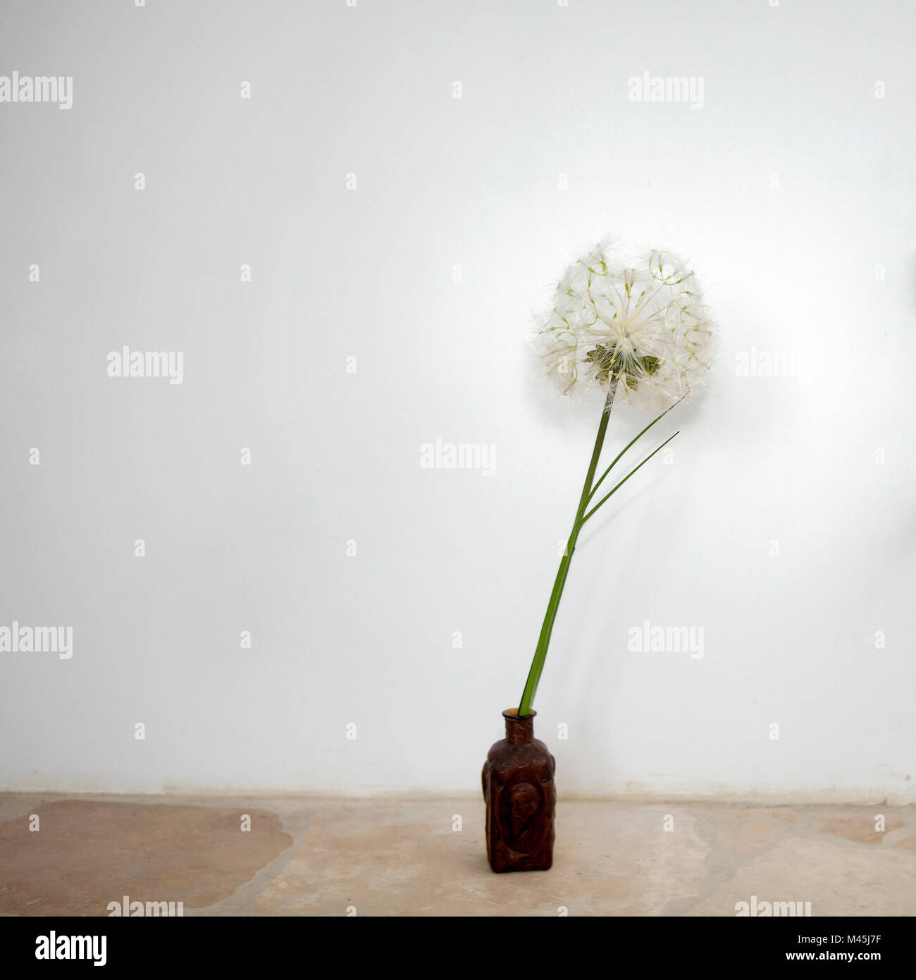 artificial big dandelion in a vase on a white wall background Stock ...