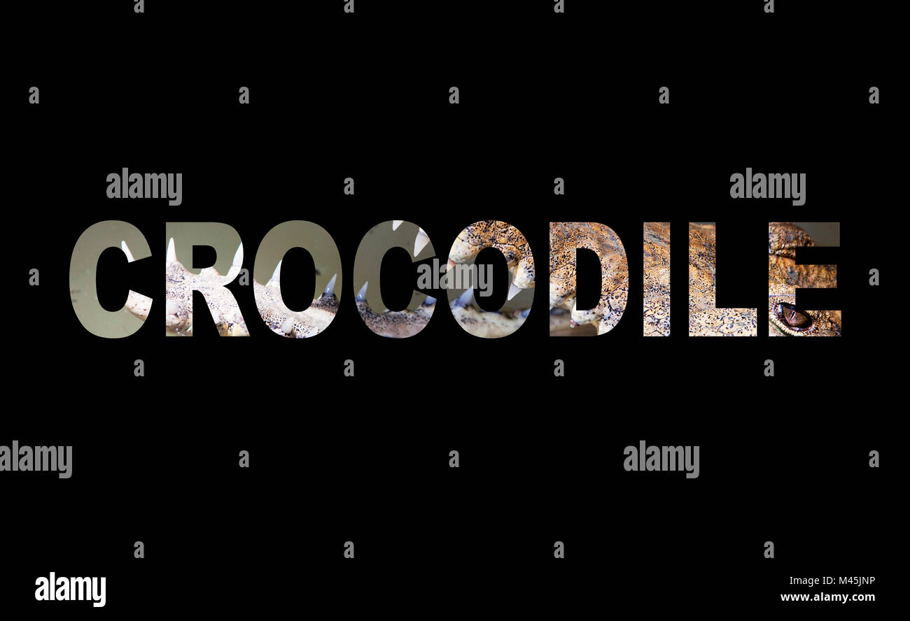 Crocodile word hi-res stock photography and images - Alamy