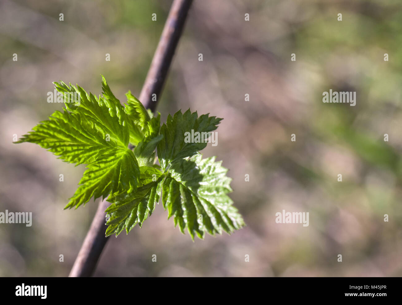 Young raspberry leaves Stock Photo - Alamy