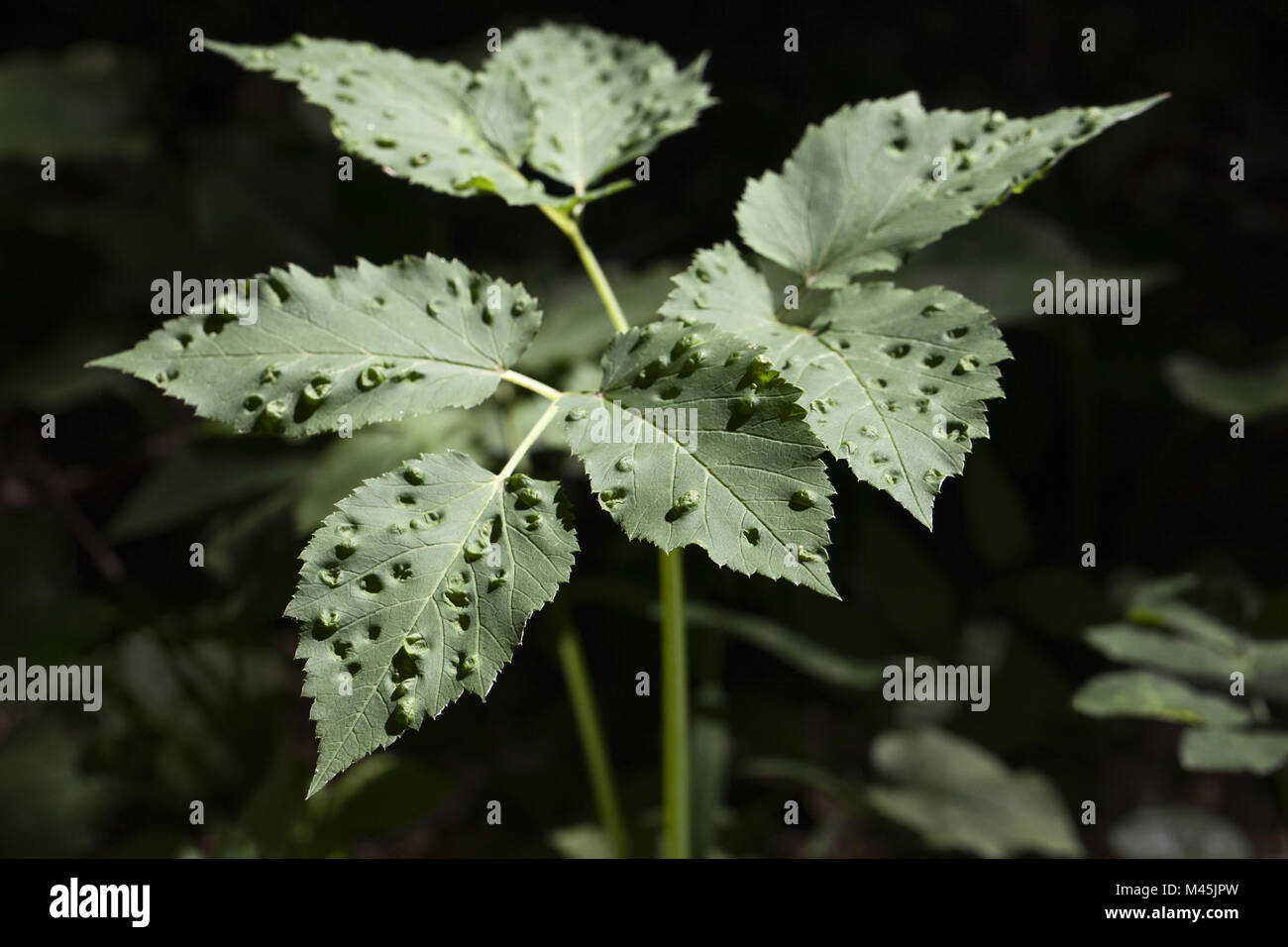 Leaf Spot Disease Stock Photos & Leaf Spot Disease Stock Images - Alamy