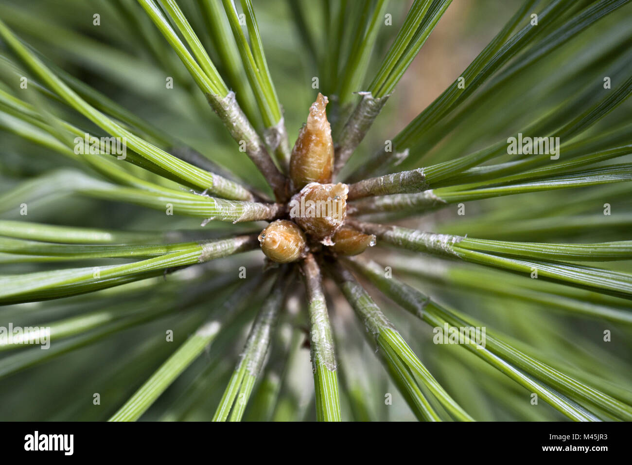 Pine bud in the spring Stock Photo - Alamy