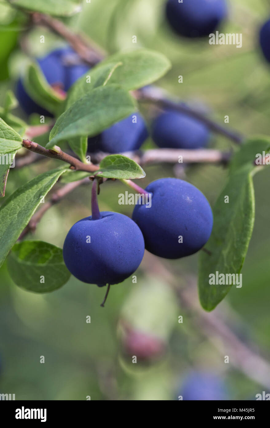Blueberry Bush Close Up High Resolution Stock Photography and Images ...