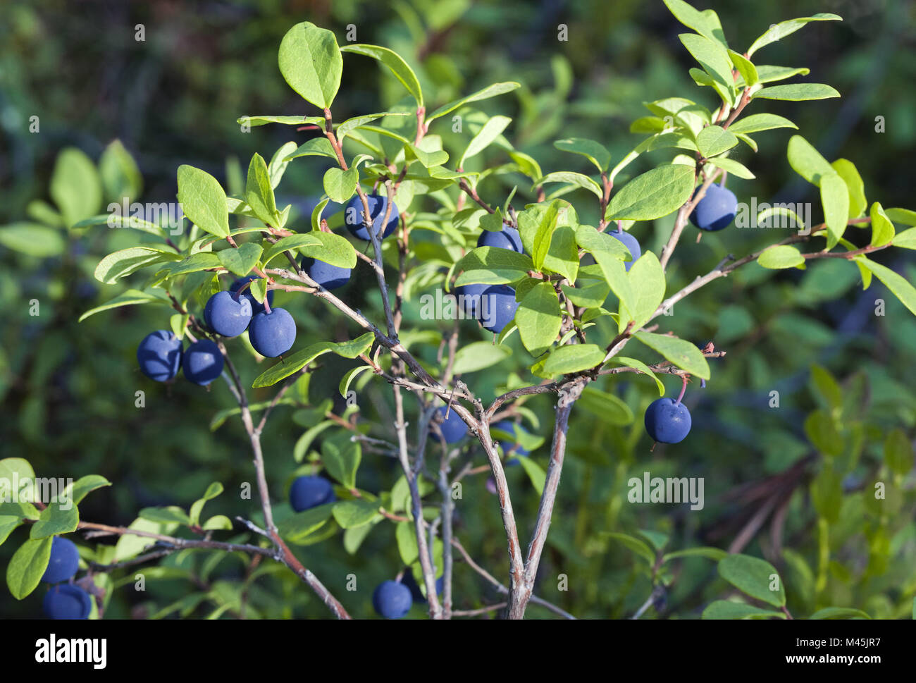 Blueberry bush, close-up Stock Photo - Alamy
