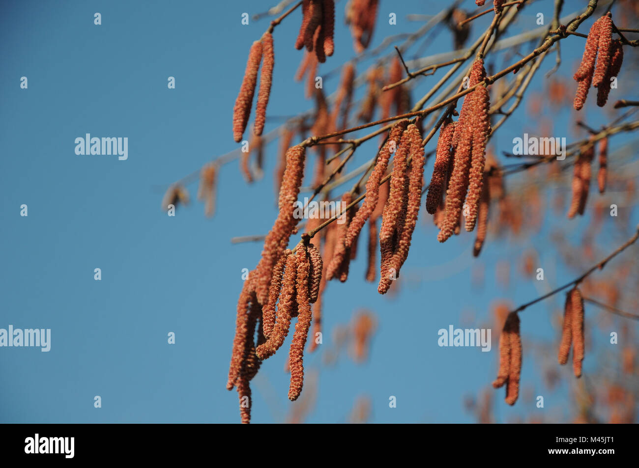 Maxima purpurea hi-res stock photography and images - Alamy