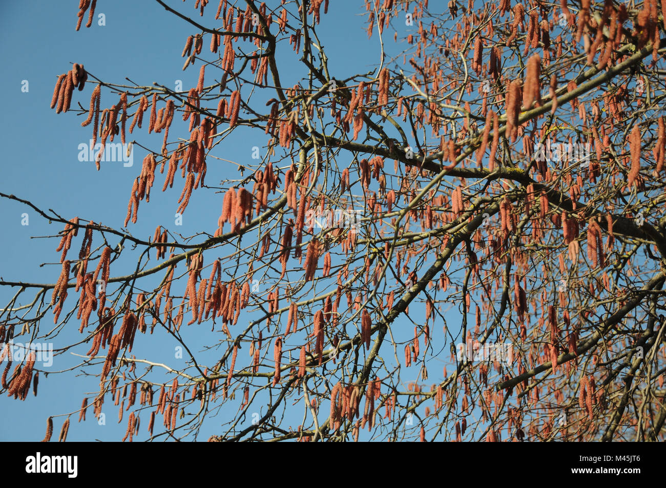 Corylus maxima Purpurea, Purple hazel, male catkins Stock Photo - Alamy
