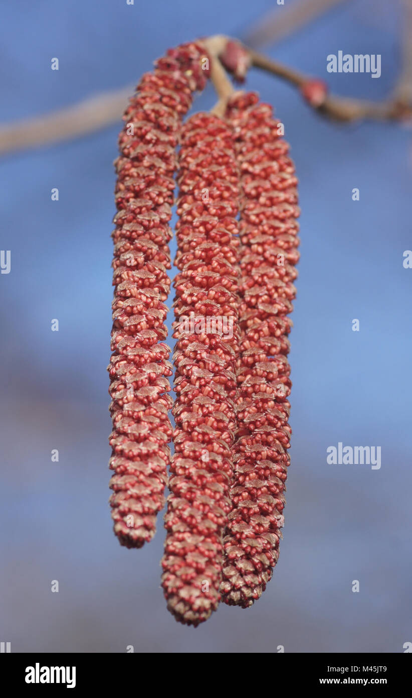 Corylus maxima ‘purpurea’ hi-res stock photography and images - Alamy