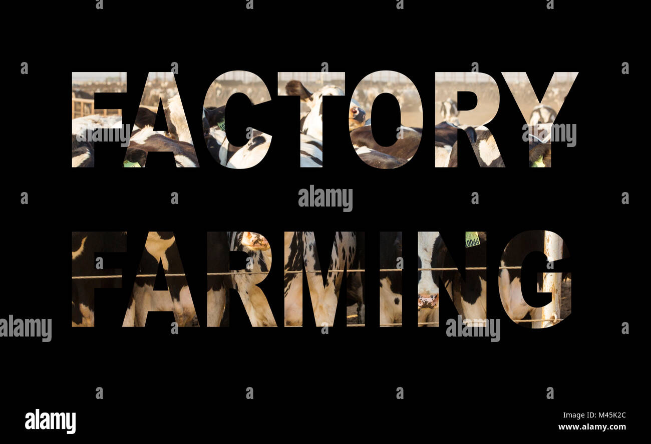 Factory farming hi-res stock photography and images - Alamy