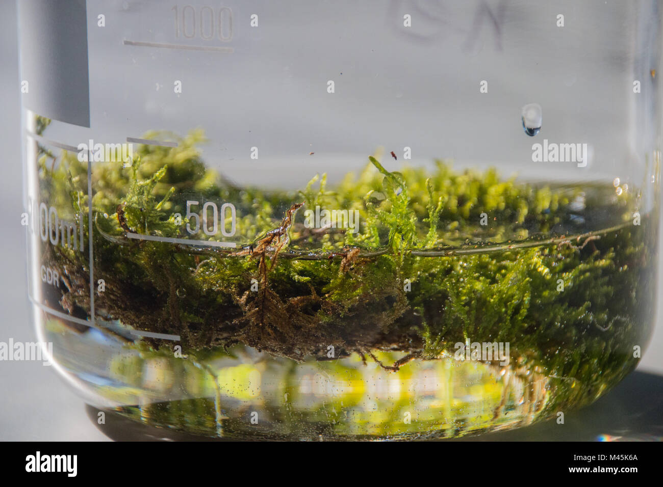 Experiment: How much water can moss absorb? Measuring cup with real ...