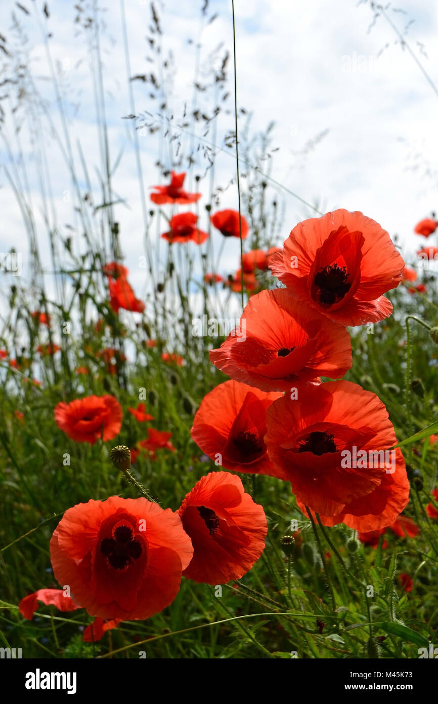 The summer meadow with poppies Stock Photo - Alamy