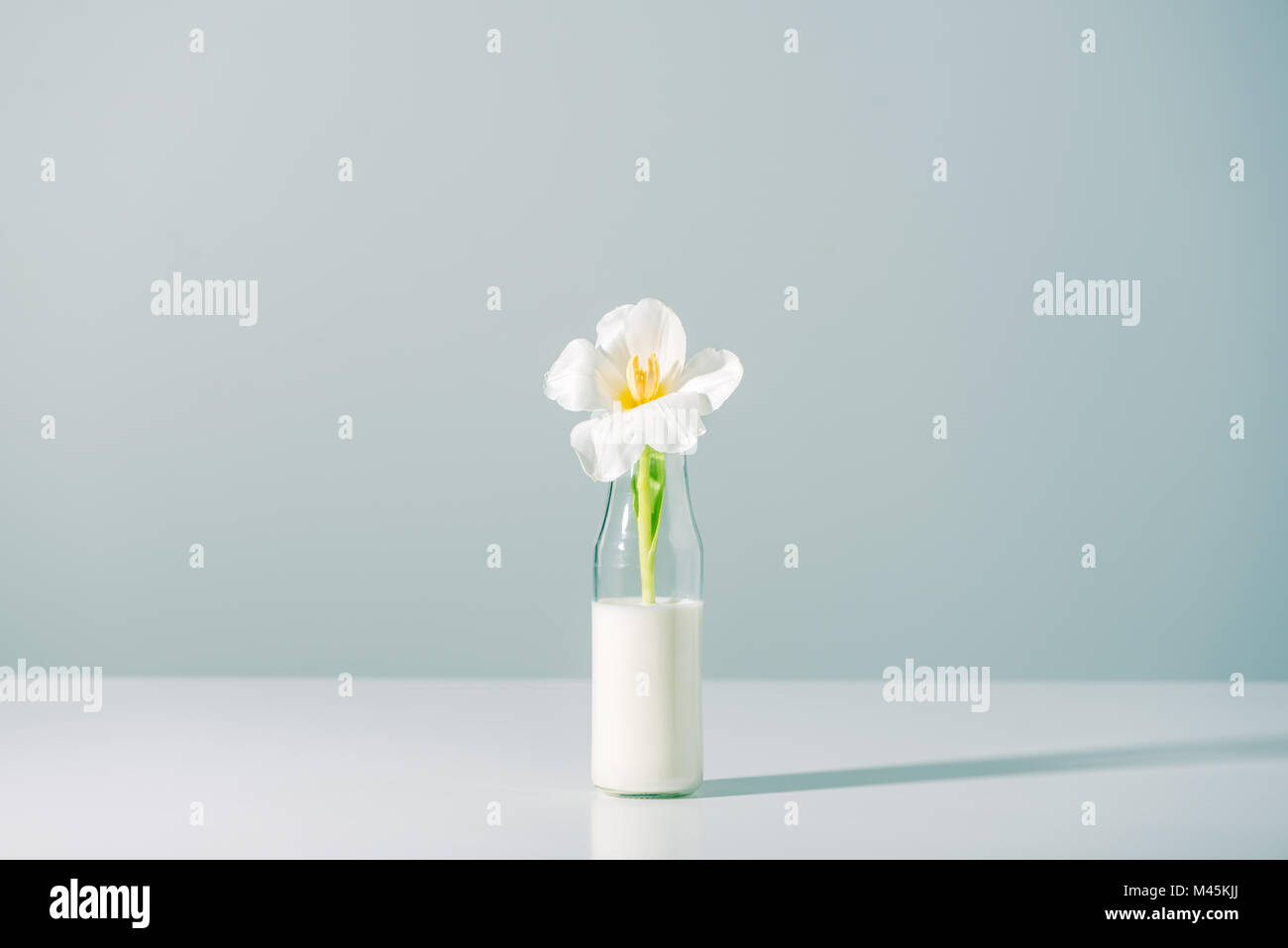 beautiful white tulip flower in bottle with milk on grey Stock Photo ...