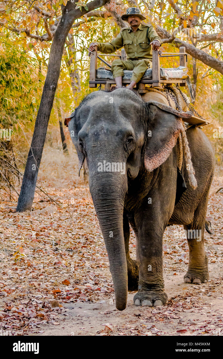 National park ranger protection hi-res stock photography and images - Alamy