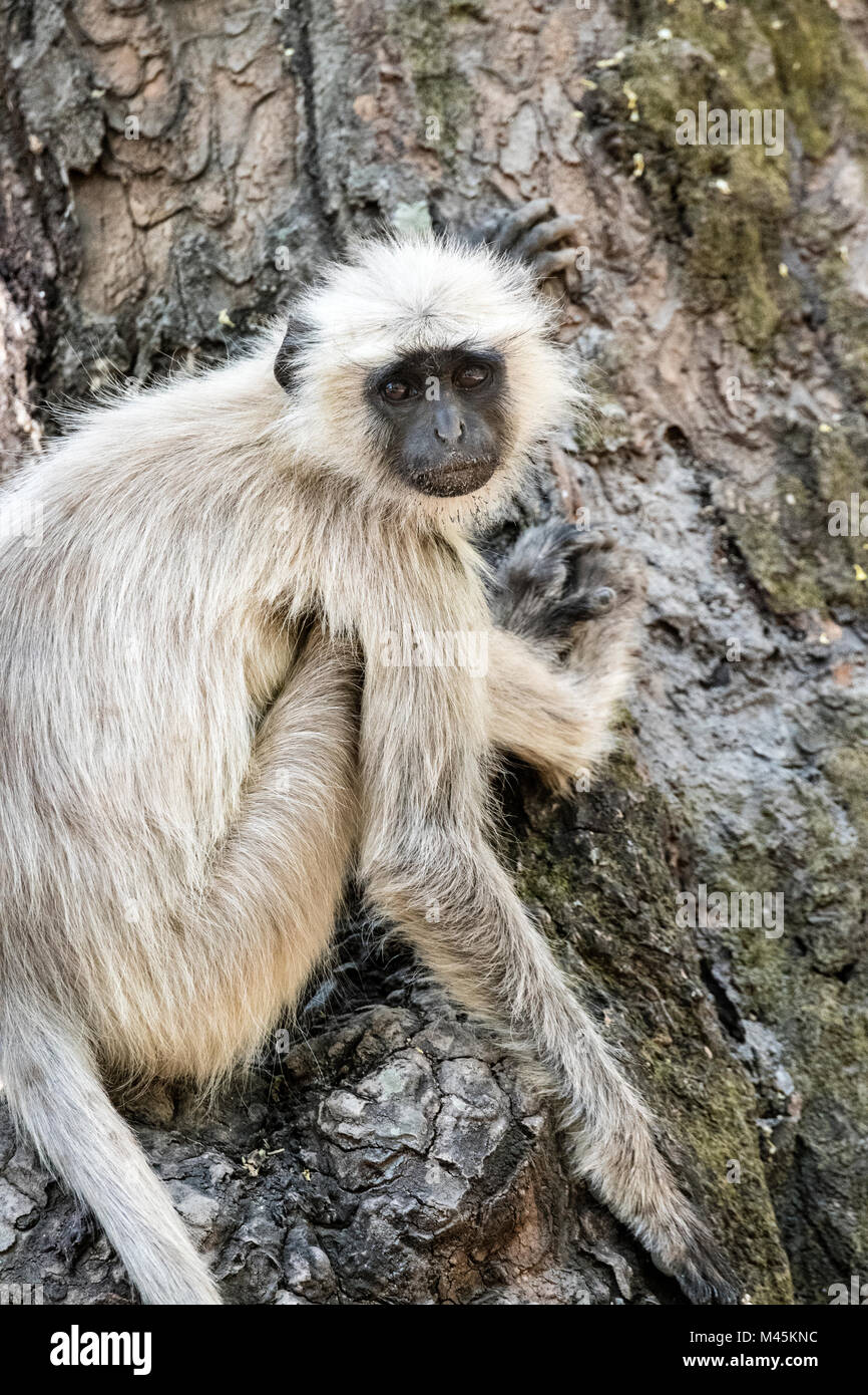 Hanuman langur hi-res stock photography and images - Alamy
