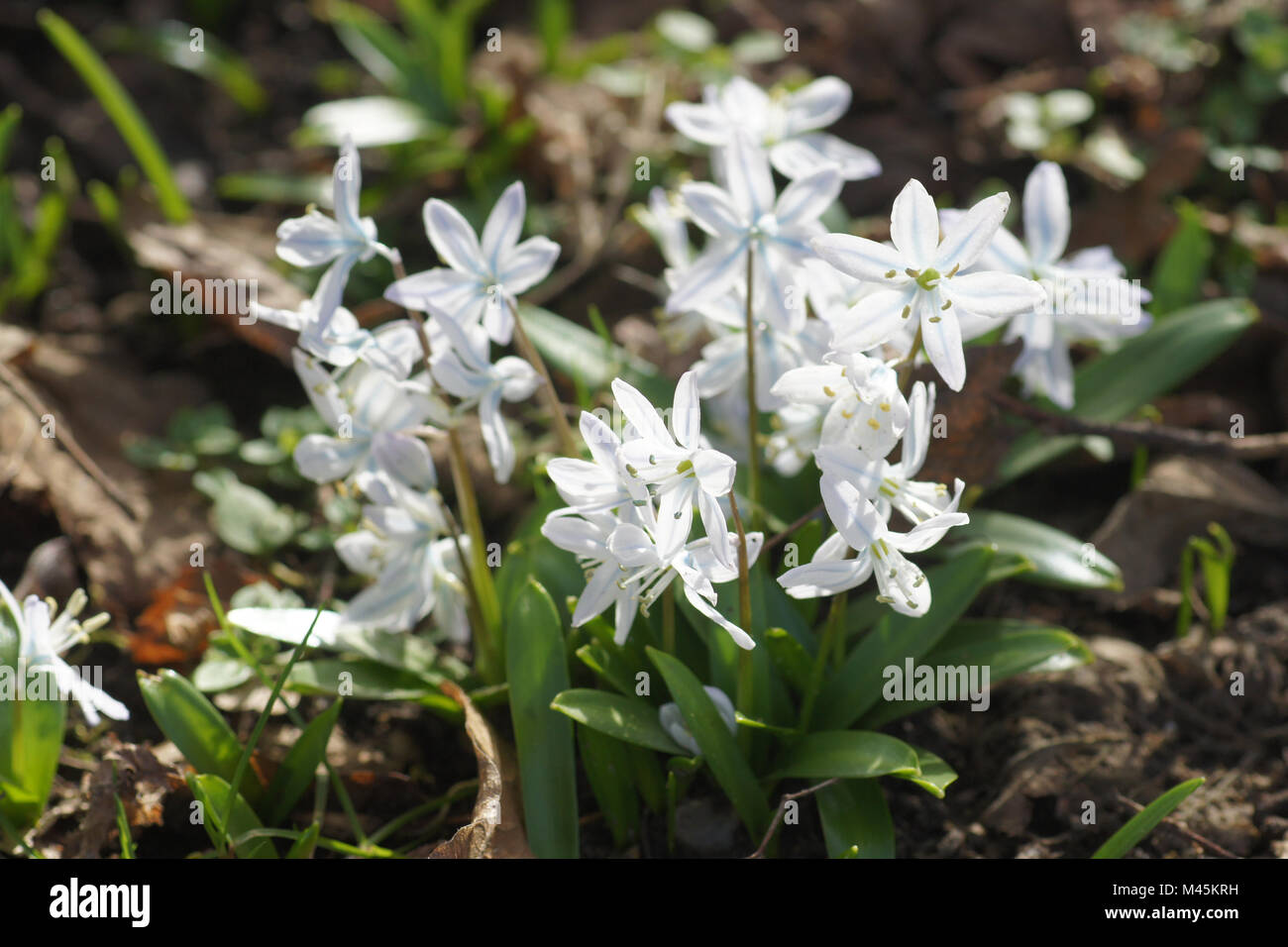 Scilla mischtschenkoana, Mischtschenko squill, Early squill Stock Photo ...