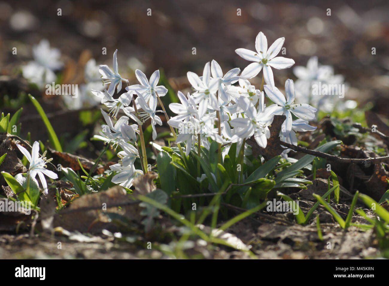 Scilla mischtschenkoana, Mischtschenko squill, Early squill Stock Photo ...