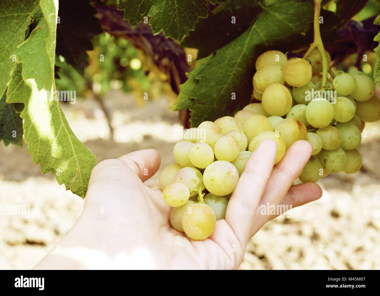 Sweet and tasty white grape bunch Stock Photo - Alamy
