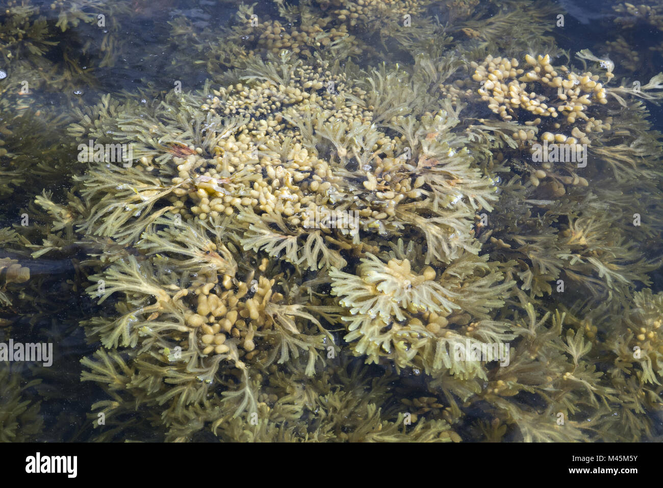 Seaweed of White sea Stock Photo - Alamy