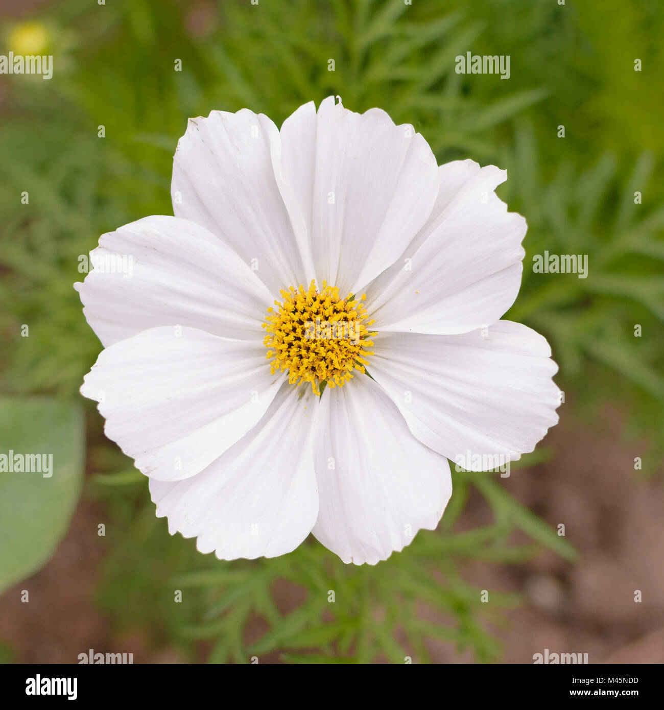 Sunlight in drops hi-res stock photography and images - Alamy