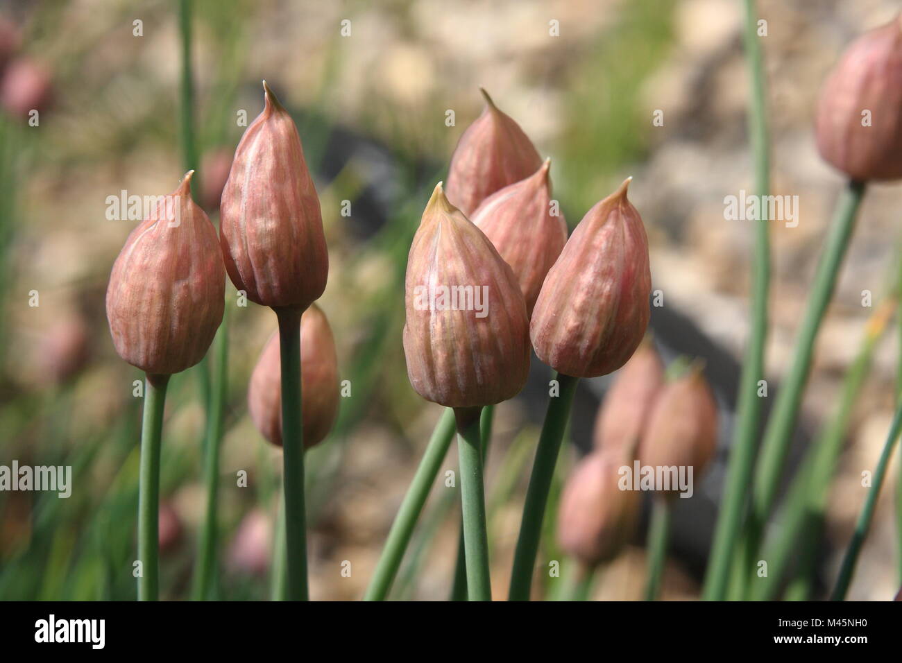 Budding chives hi-res stock photography and images - Alamy