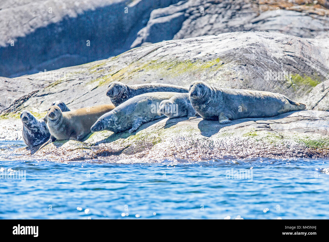 Temperate seals hi-res stock photography and images - Alamy