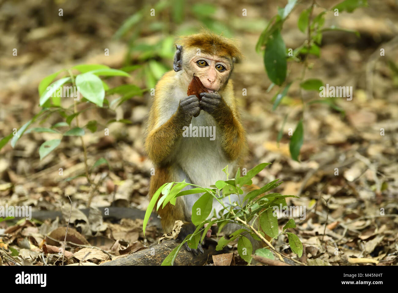 Toque macaque (Macaca sinica),eats at the forest floor,Yala National ...