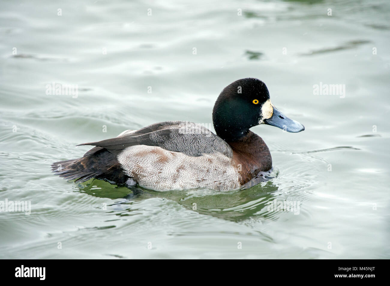 Eurasian greater scaup hi-res stock photography and images - Alamy