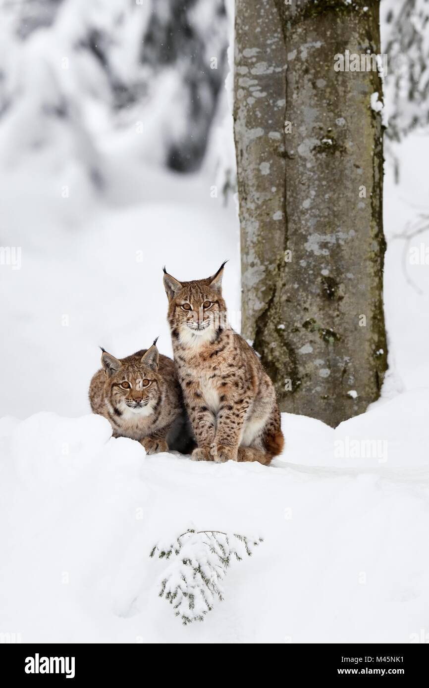 Eurasian lynxes (Lynx lynx),cubs sitting in the snow,captive,Germany ...