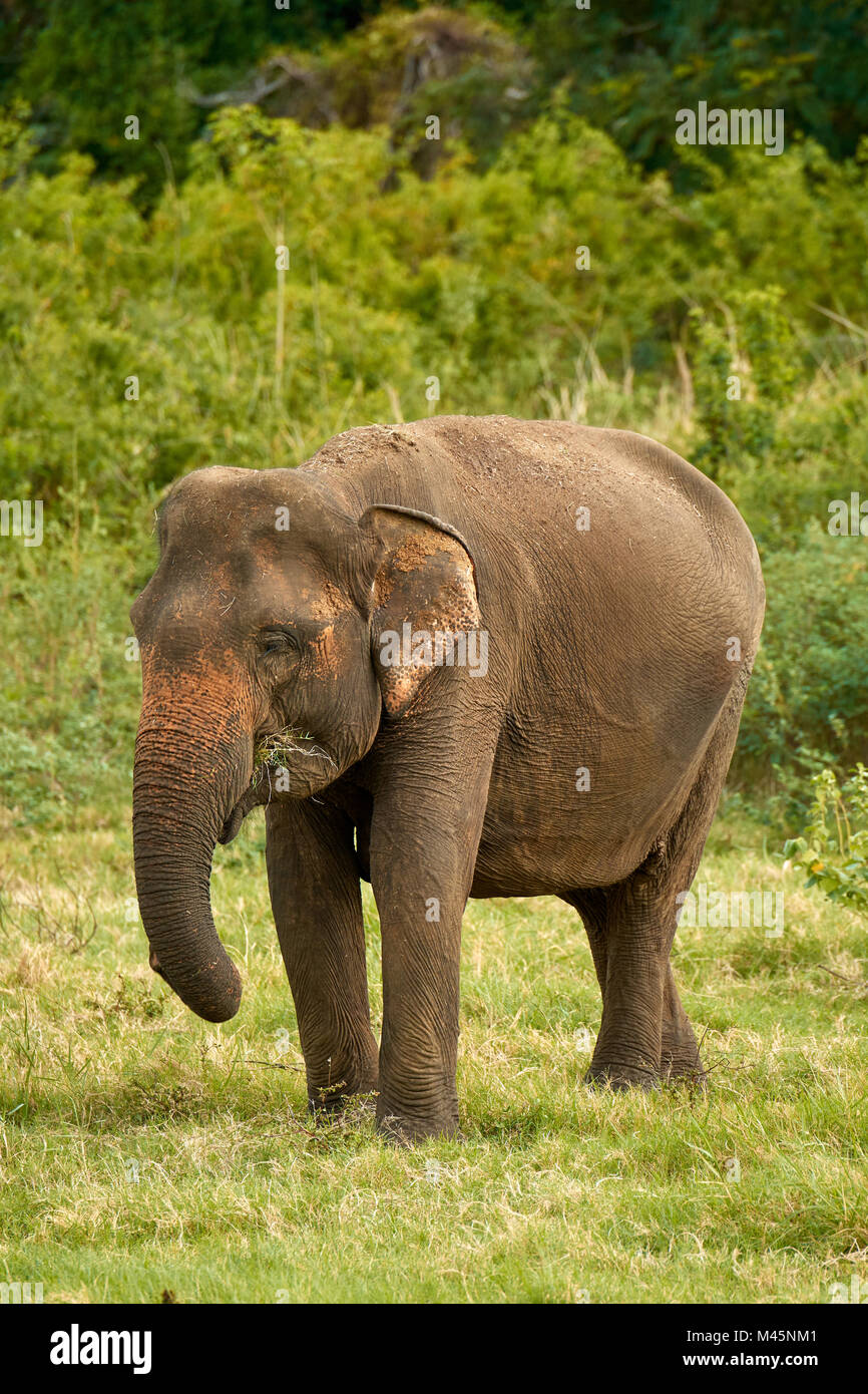 Sri Lankan elephant (Elephas maximus maximus) grazing,Minneriya ...
