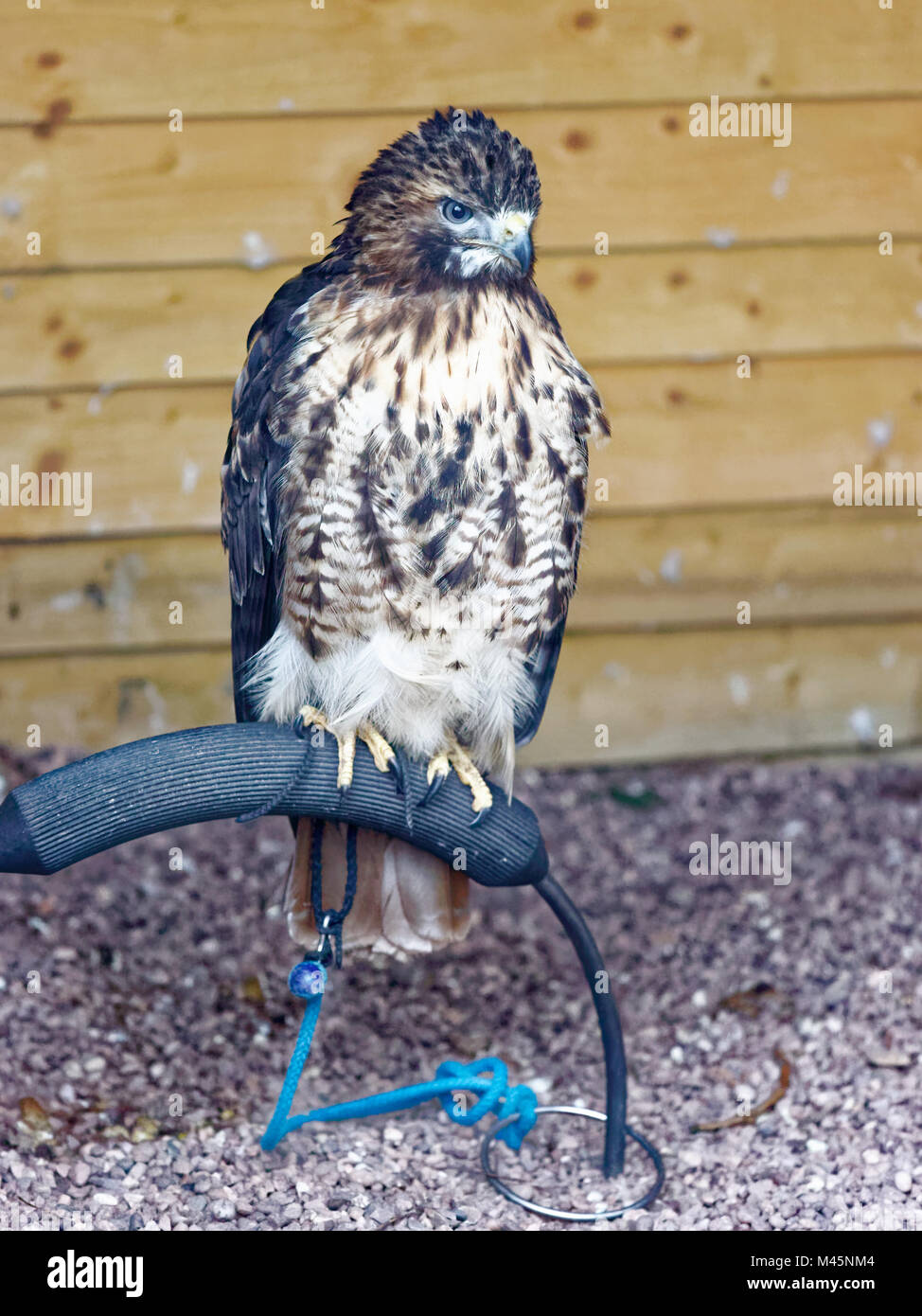 Red tailed hawk, male, on perch Stock Photo - Alamy