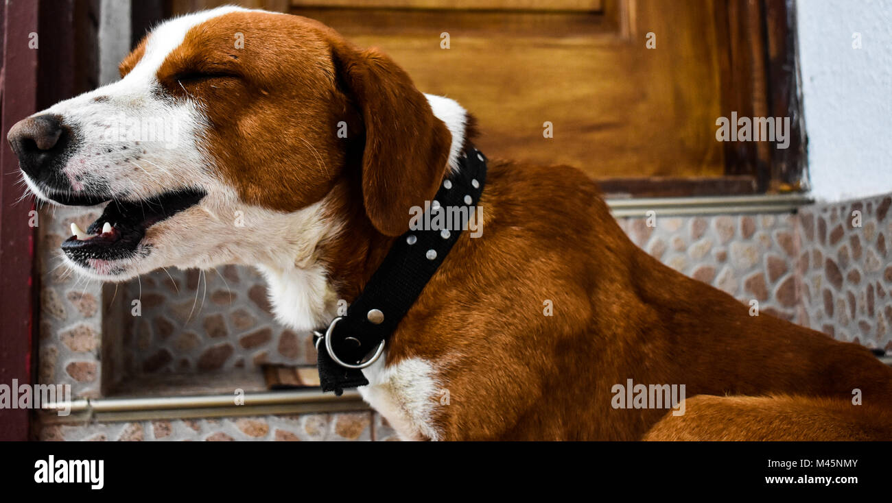 Kiko d Dog Stock Photo - Alamy