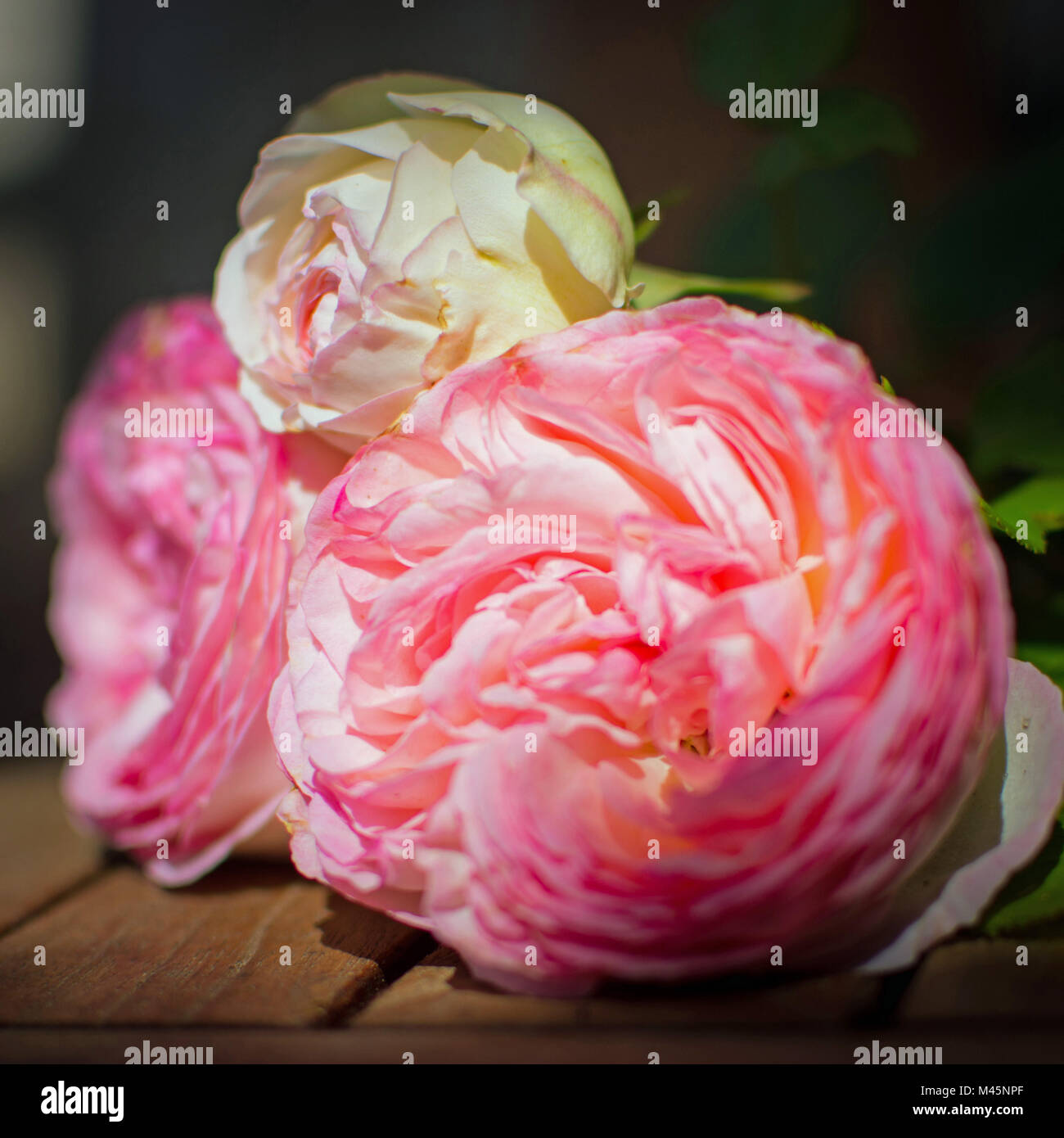 Pink roses in natural light hi-res stock photography and images - Alamy