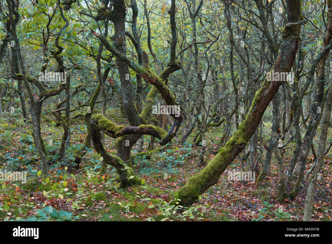 Crooked forest hi-res stock photography and images - Alamy