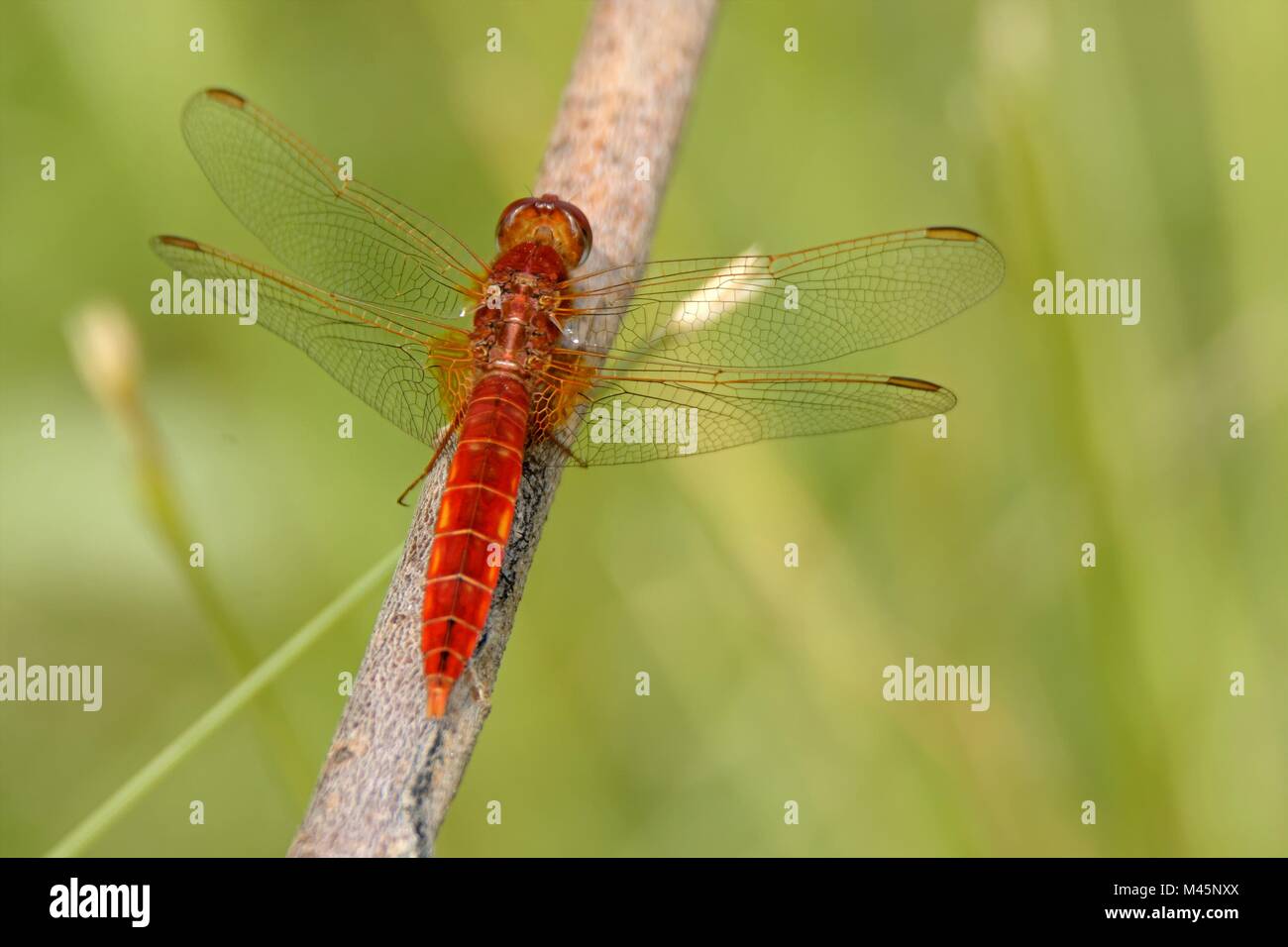 Scarlet darter dragonfly hi-res stock photography and images - Alamy