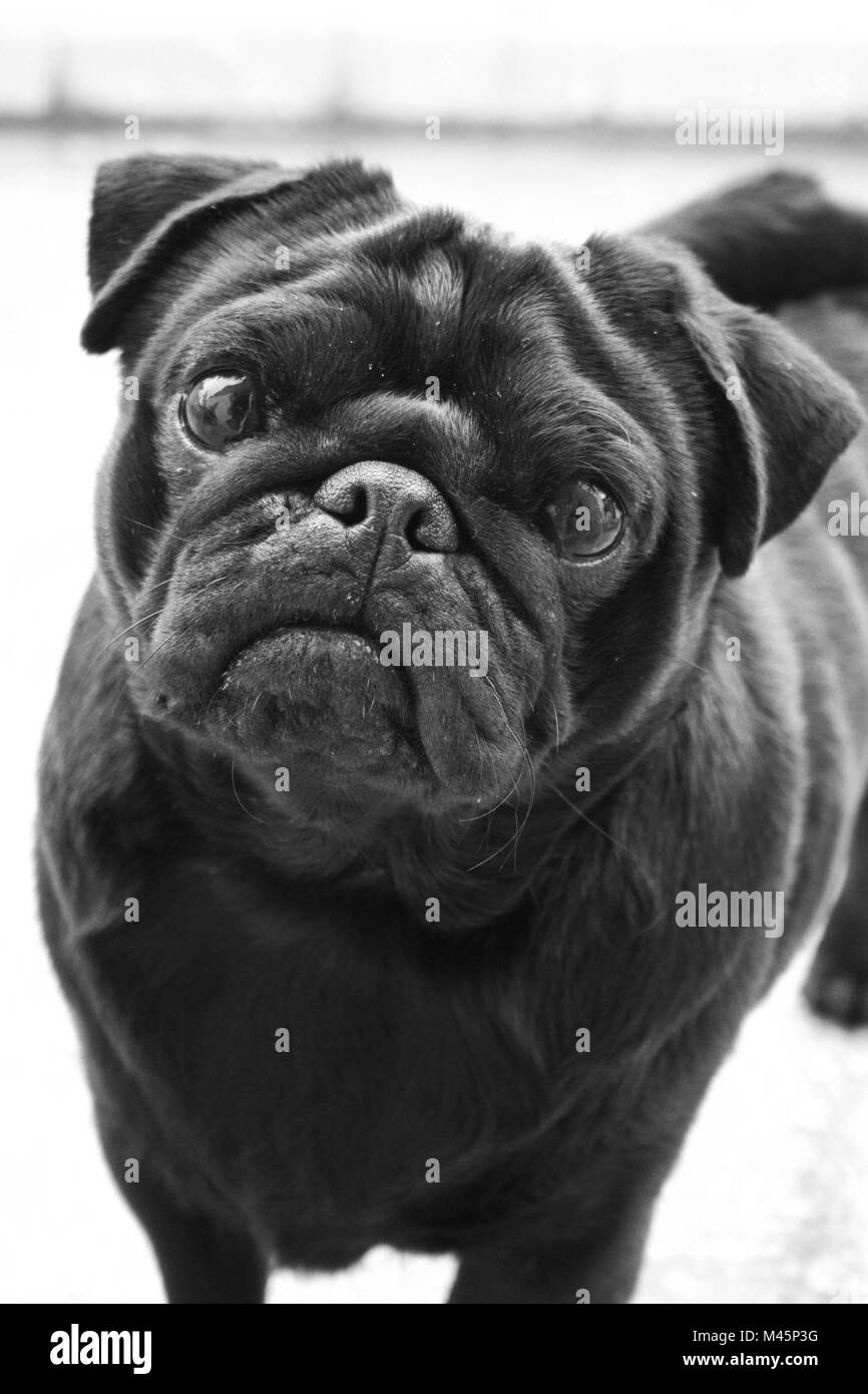 Indian pug dog hi-res stock photography and images - Alamy