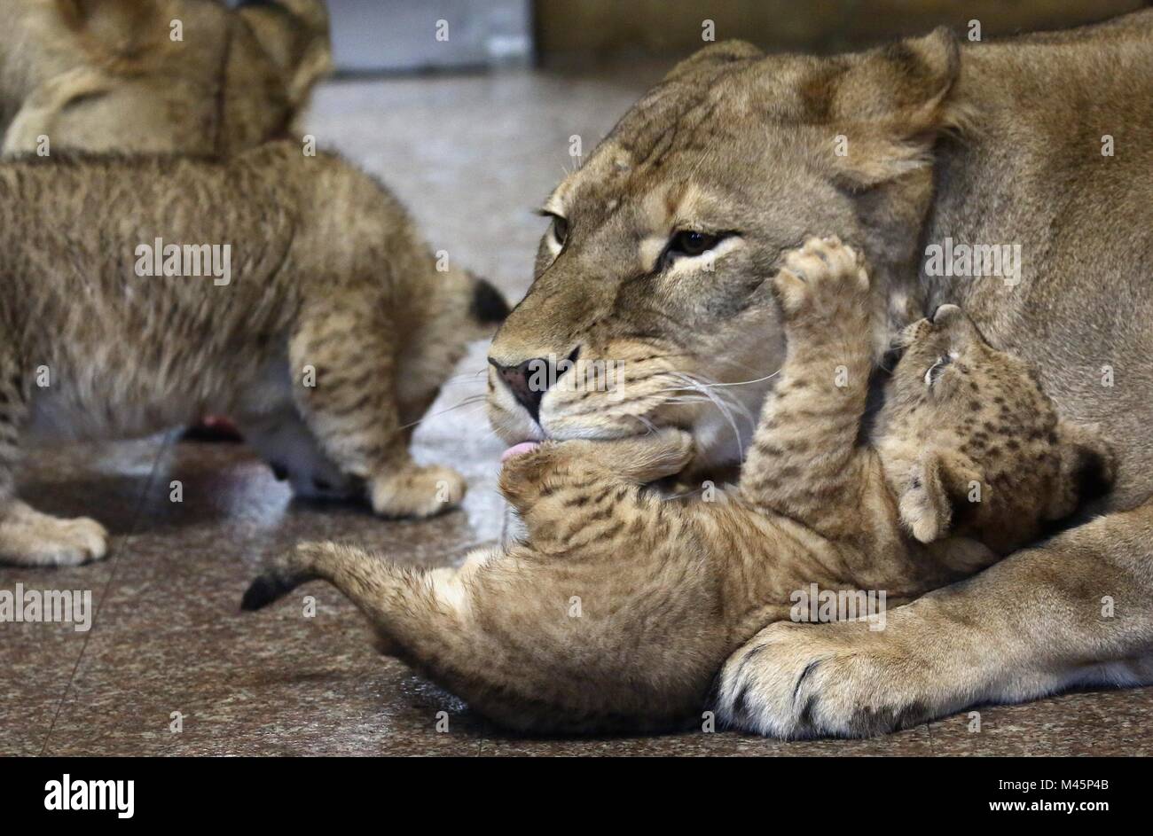February 12, 2018. - Russia, Saint Petersburg. - Lioness Tasya with her ...