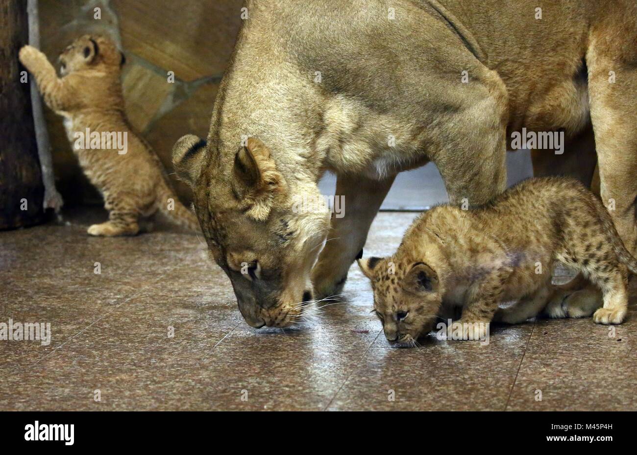 February 12, 2018. - Russia, Saint Petersburg. - Lioness Tasya with her ...